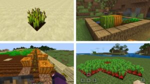 Minecraft Chickens Feeding Made Easy {EFFECTIVE TIPS}